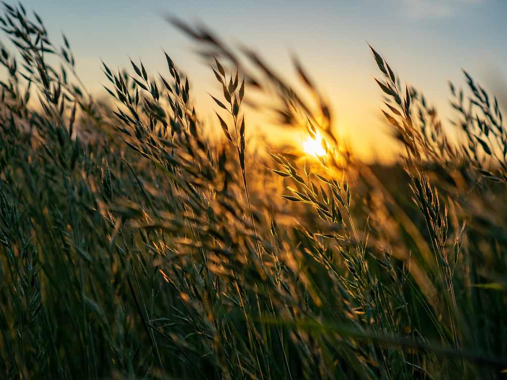 The cannabis industry is maturing and ready for more growth | Saxo